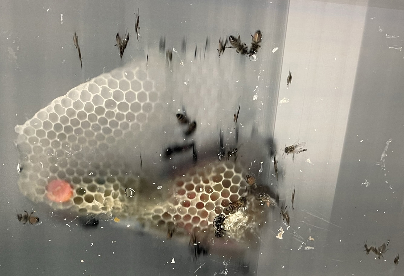 Judy Anderson: Indigenized - Art Gallery of Swift Current